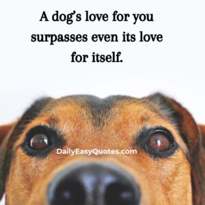 100 Heartfelt Animal Quotes That Inspire Love and Connection